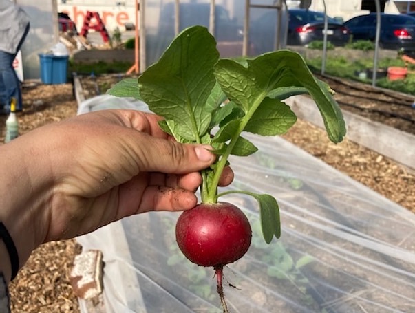 Share Food Program | Back to School with Nice Roots Farm: Food Justice ...